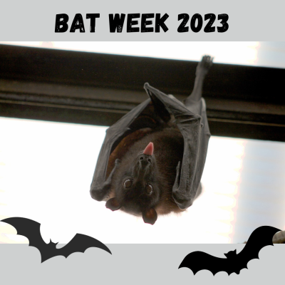 Bat Week 2023 | Yonkers Public Library